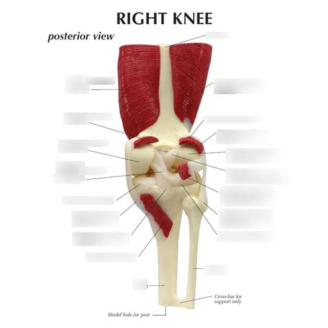 Knee Posterior Diagram Quizlet