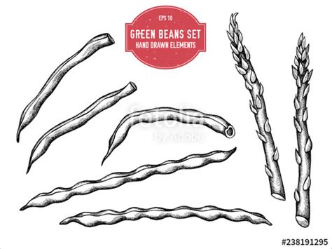 String Beans Drawing At Explore Collection Of String Beans Drawing