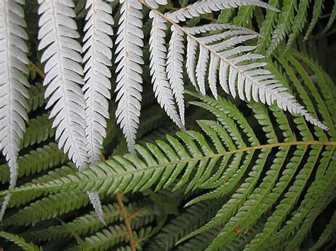 Botany Cz Cyathea Dealbata L Silver Fern Ponga