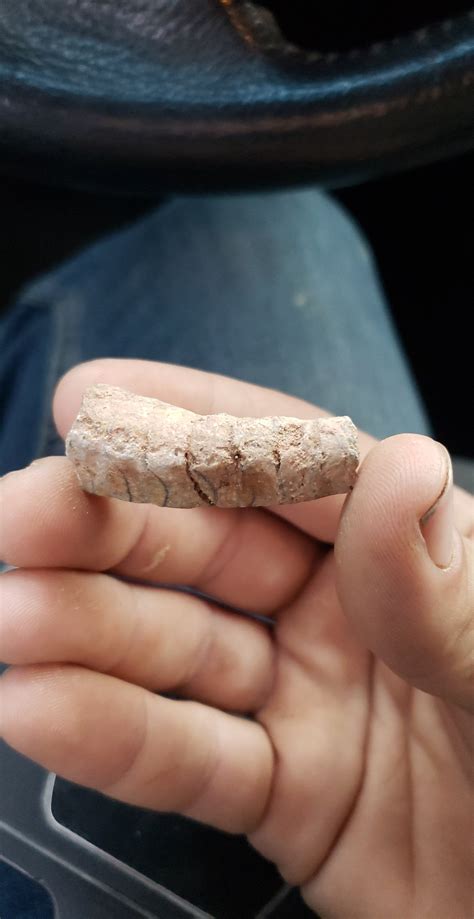 Possible Lizard Tail Fossil Need Help Rfossils