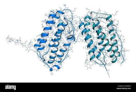 Interferon Beta Protein Cytokine Used To Treat Multiple Sclerosis Ms Combined Wireframe And