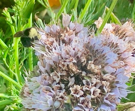 Nancy Beckman And Tom Bickleys Garden ♿️ Bringing Back The Natives Garden Tour And Green Home