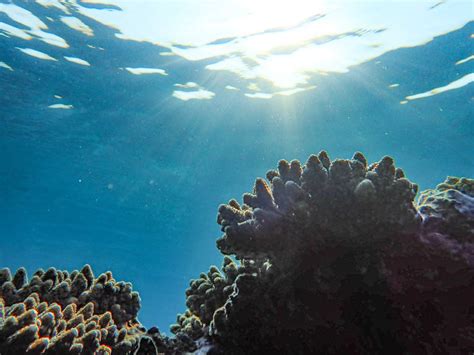 다이빙 대양 같은 맑은 물 물의 선명도 바다 바다 경치 바다 생물 바다 생태계 바다 식물 바다 탐험 바다의 바닷 속에 보존 산호 산호 성장 산호초