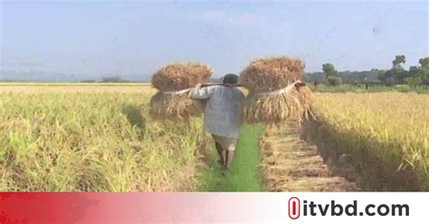 চট্টগ্রামে আমনের বাম্পার ফলনে হাসি ফুটেছে কৃষকের মুখে