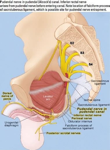 Peripheral Nerve Artofit