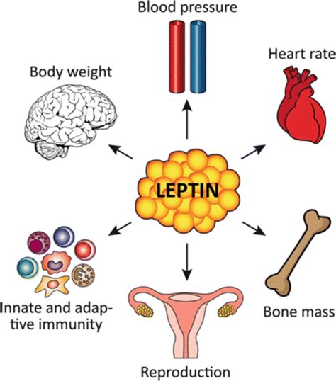 Lose Weight Fast By Reverse Your Leptin Resistance With Leptitox