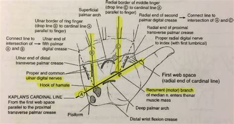 Ue 02 Functional Anatomy Of The Hand Flashcards Quizlet