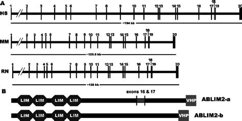 Scheme Of Exon Intron Structure Of The Human Hs Mouse Mm And Rat Download Scientific