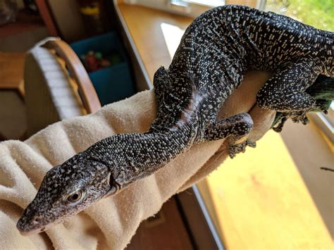 Monitor Lizard Care Guide The Critter Depot