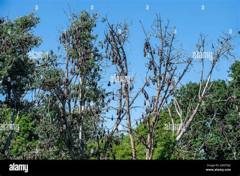The Grey Headed Flying Fox Pteropus Poliocephalus Is A Megabat And