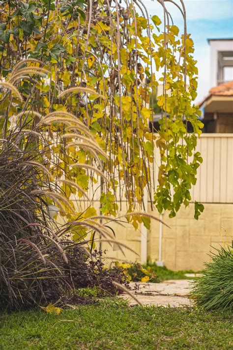 גינה בגן יבנה Gens אדריכלות נוף