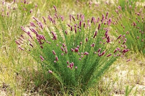 Pin By Inaxio Errondo On Dalea Purperea Flower Garden Design Drought Tolerant Landscape