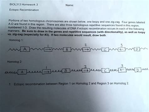 Biol3i3 Homework 3 Ectopic Recombination Name Portions Of Two