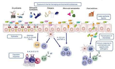Figure 1 From Recent Advances In The Epithelial Barrier Theory Semantic Scholar