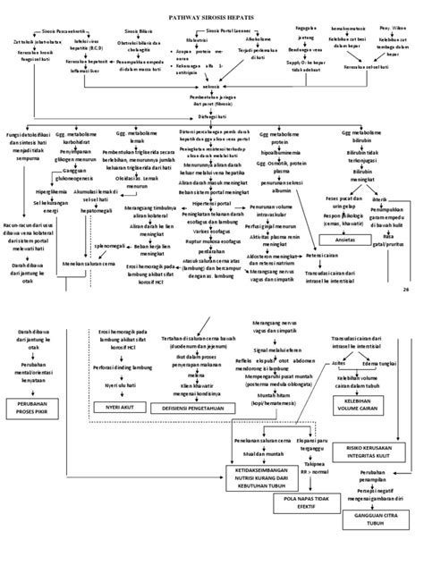 Pathway Sirosis Hepatis Pdf