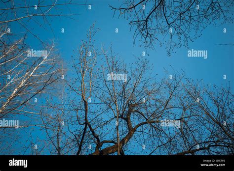 Spreading Crown Of A Tree In The Woods Stock Photo Alamy