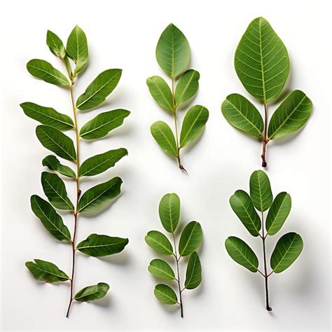 Premium Photo Isolated Of Tamarind Tree Leaf Branches Seed Log With Feathery Foliage S