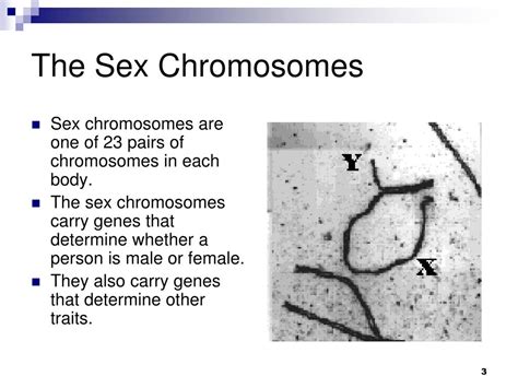 PPT Modern Genetics PowerPoint Presentation Free Download ID 1150918