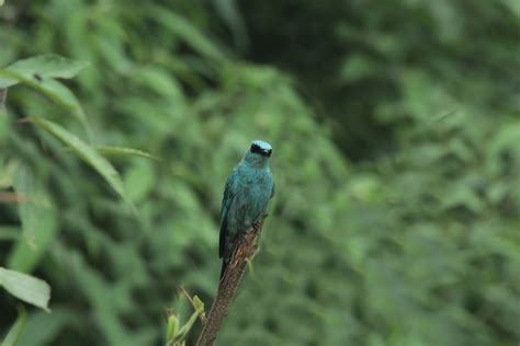 Common Snapping Turtle Habitat Needs And Threats Explained