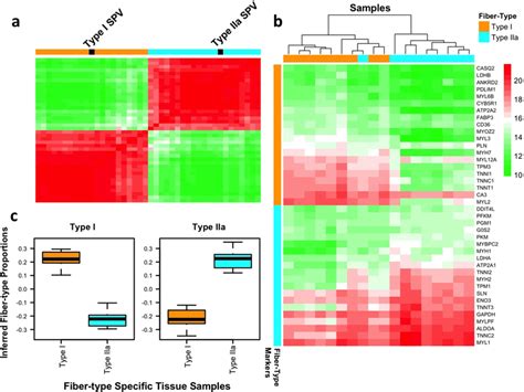 Fiber Type Gene Signatures And Fiber Type Specific Tissue Download Scientific Diagram