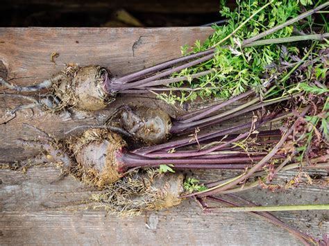What You Can Do To Control Root Knot Nematodes—organically Garden Betty