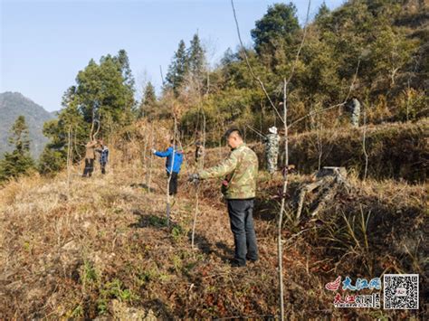 武宁县上汤乡：果树修剪正当时 农技专家来助力（图）