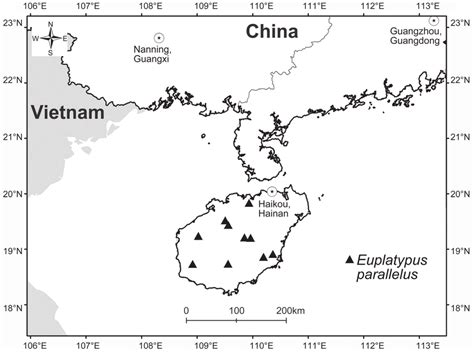 The Collections Of Euplatypus Parallelus Coleoptera Curculionidae In