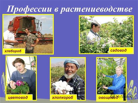 Презентация на тему: "Тема урока: «Растениеводство». С.И.Ожегов ...