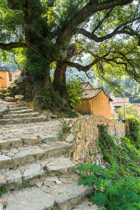 菩提树 乡村 巨大的 中国 水牛 林荫大道 垂直画幅 古老的 古典式 过去素材 花瓣网