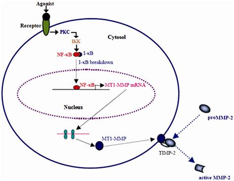 Schematic Representation Of Agonists Such As Cytokines And Chemokines