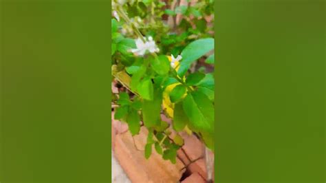 Agapornis Roseicollis Youtube