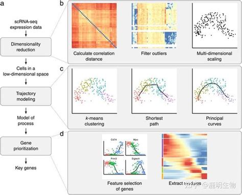 想做线性拟时序发育轨迹？scorpius原理简介单细胞转录组测序数据 知乎