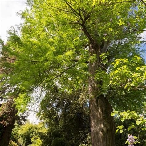 Tree Cabling And Bracing Basics What You Should Know Elite Tree Care