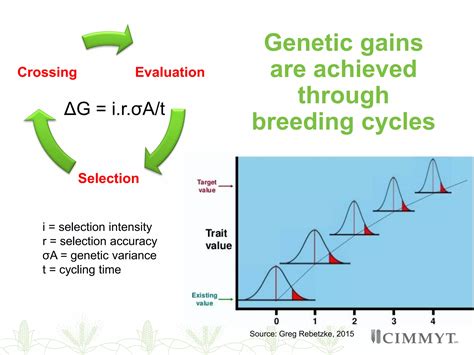 Genomic And Enabling Technologies In Maize Breeding For Enhanced Genetic Gains In The Tropics Ppt