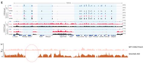 Slides Chip Seq Data Analysis Formation Of The Super Structures On
