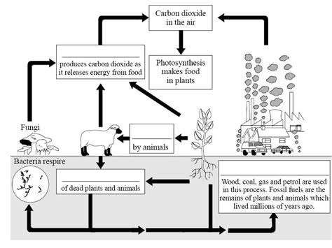 Carbon Cycle Question Sheets Teaching Resources