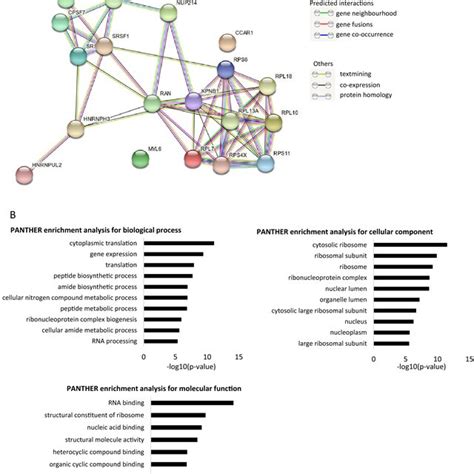 Protein Protein Interaction Network And Gene Ontology Analyses Of Kpnβ1