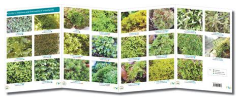 Field Guide Mosses And Liverworts Of Woodlands Muddy Faces