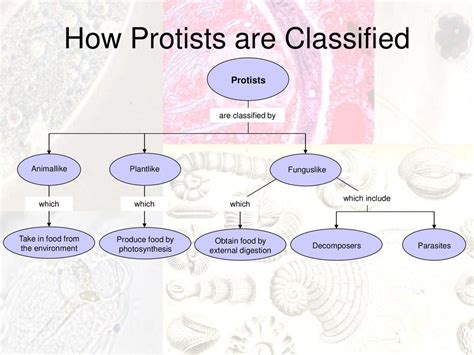 The Kingdom Protista Ppt Download
