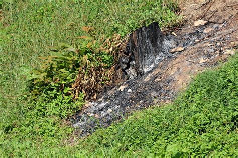 절단되지 않은 잔디와 마른 토양으로 둘러싸인 작은 언덕의 측면에 절단 후 왼쪽 불에 어두운 나무 그루터기 0명에 대한 스톡 사진 및 기타 이미지 Istock