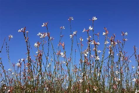 Gaura Winter Care: Complete 'How To' Guide