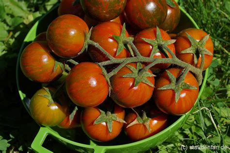 Tomate ‘Black Zebra Cherry’, Samen – Gärtnerei Staudenfan