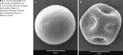Sexual Dimorphism In Pollen Grain Morphology Of T Macrostylum Flowers