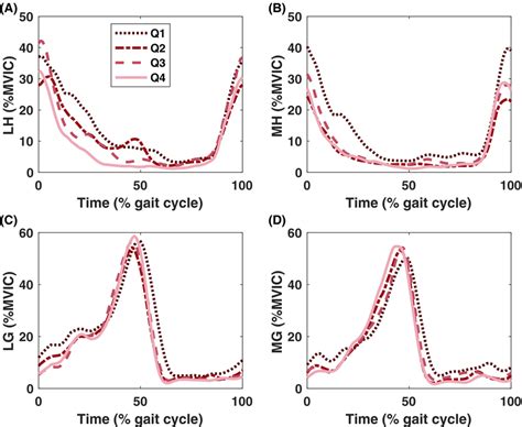 Hamstrings And Gastrocnemius Electromyography Waveforms Across