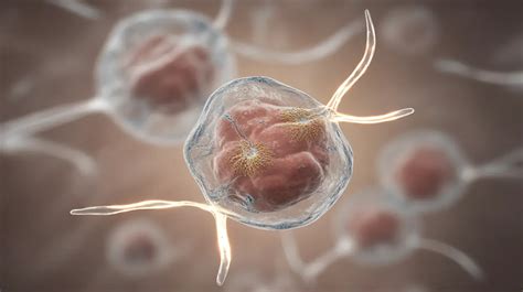 Stem Cell Treatment For Osteoporosis Advanced Therapy