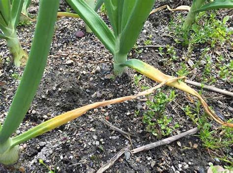 タマネギ玉ねぎの病気と害虫 やまむファーム