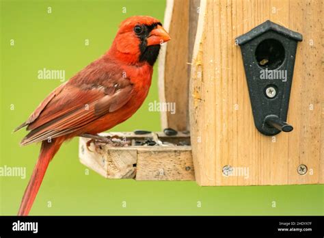 Birdhouses For Northern Cardinal At Ellen Franklin Blog