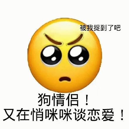被我捉到了吧狗情侣又在悄咪咪谈恋爱表情包图片gif动图 求表情网 斗图从此不求人