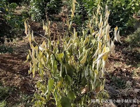 蔬菜软腐烂根喷什么药？根腐枯萎病用什么药效果好？重茬根腐防治特效药根小子！ 知乎