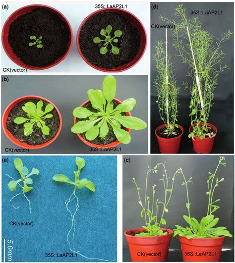 Phenotypes Of 35slaap2l1 Plants And Ck Vector Control In Different